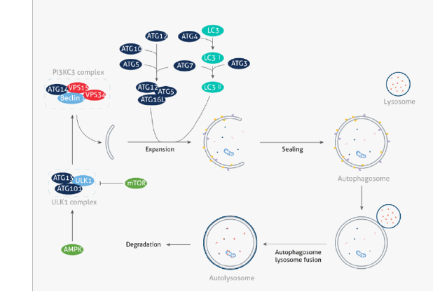 The Role of Autophagy in Cancer | Proteintech Group