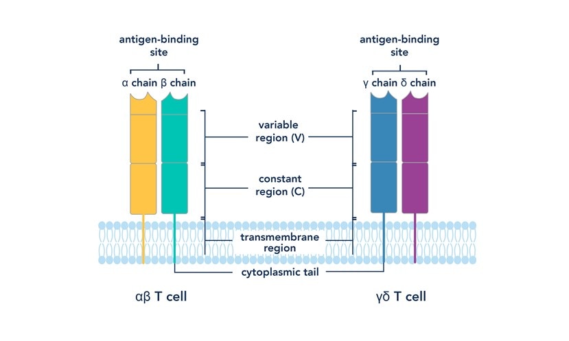 Guardians of the gut: Gamma-delta T cells and their emerging role in ...
