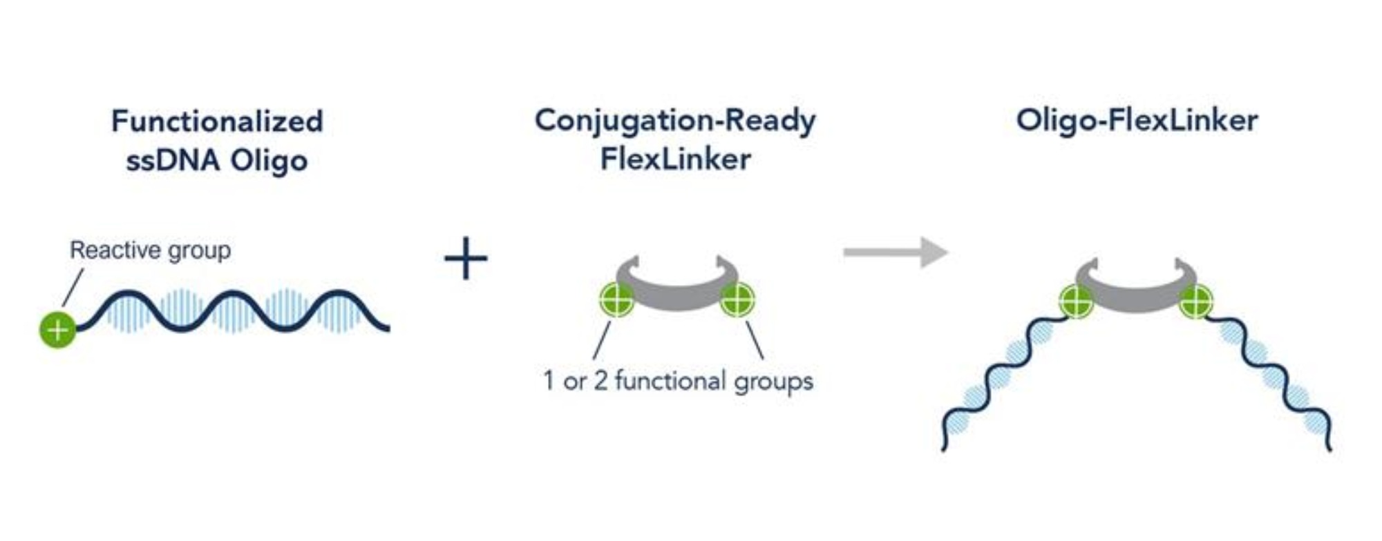 FlexAble Oligo-Ready Antibody Labeling Kits