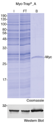 Immunoprecipitation of Myc-tagged proteins – How it works | Proteintech ...