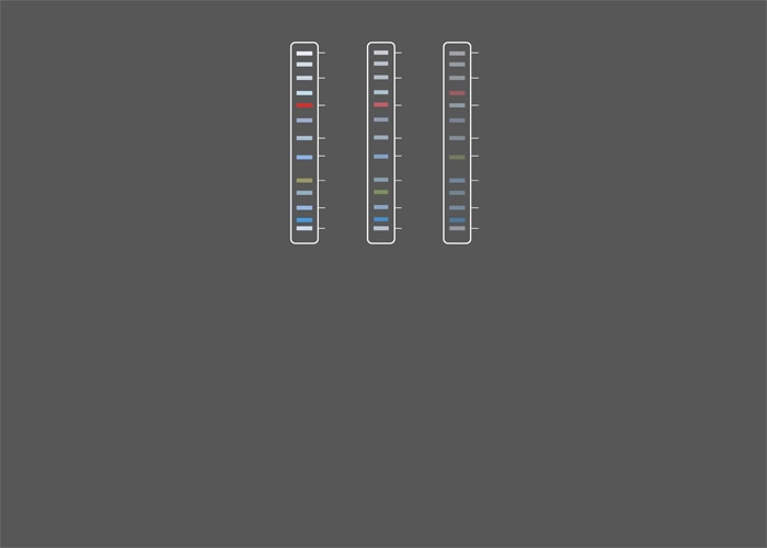 New Products: Protein Ladders | Proteintech Group