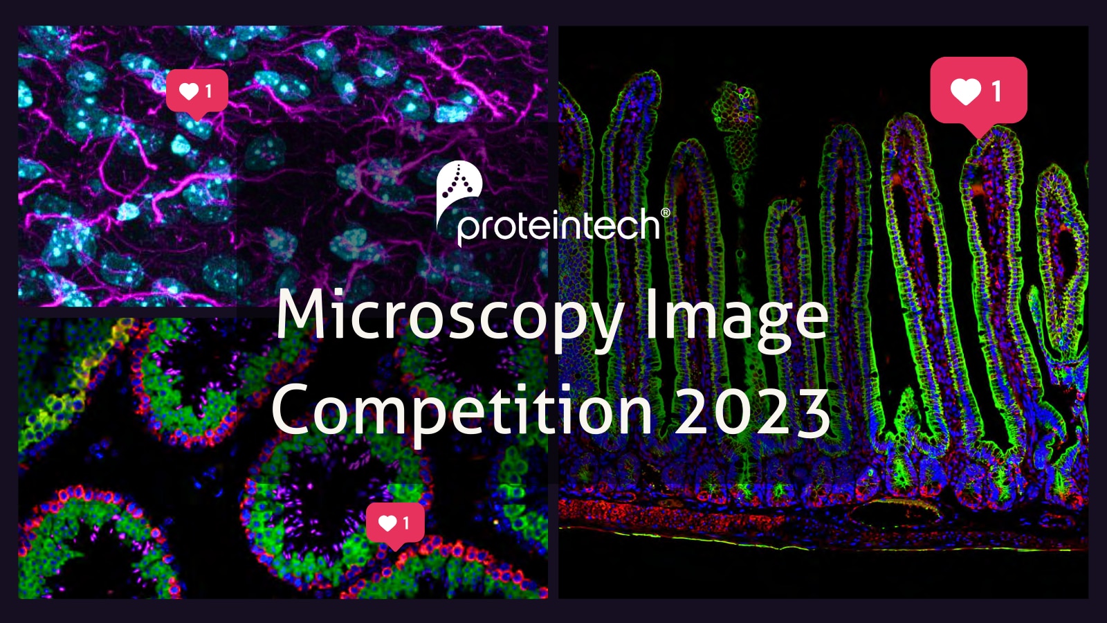 Microscopy Image Competition | Proteintech Group