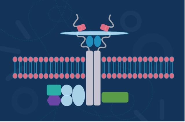 Understanding FGF Signaling: A Key Pathway in Development and Disease ...