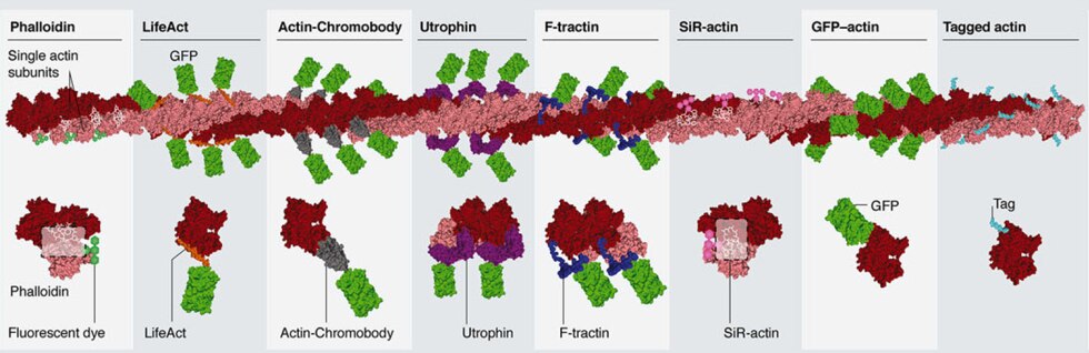 Actin Chromobody: Visualization of actin dynamics – NOT alteration ...