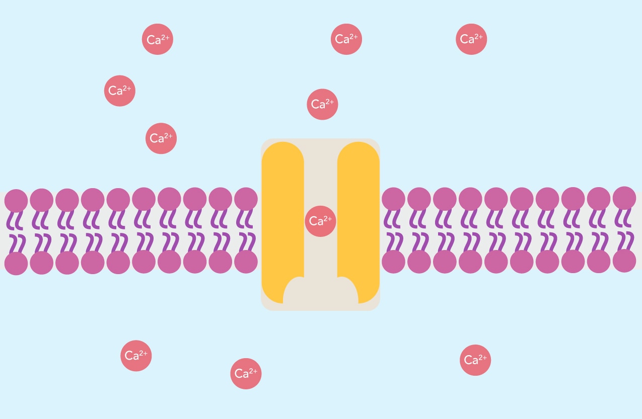 The Heart of the Matter: Voltage-Gated Calcium Channels in ...