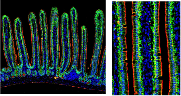 Imaging the Rainbow: Multiplexing with Same-Species Antibodies for Immunofluorescence ...
