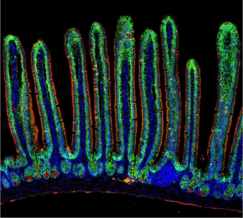 Multiplex IF Workshop | Proteintech Group