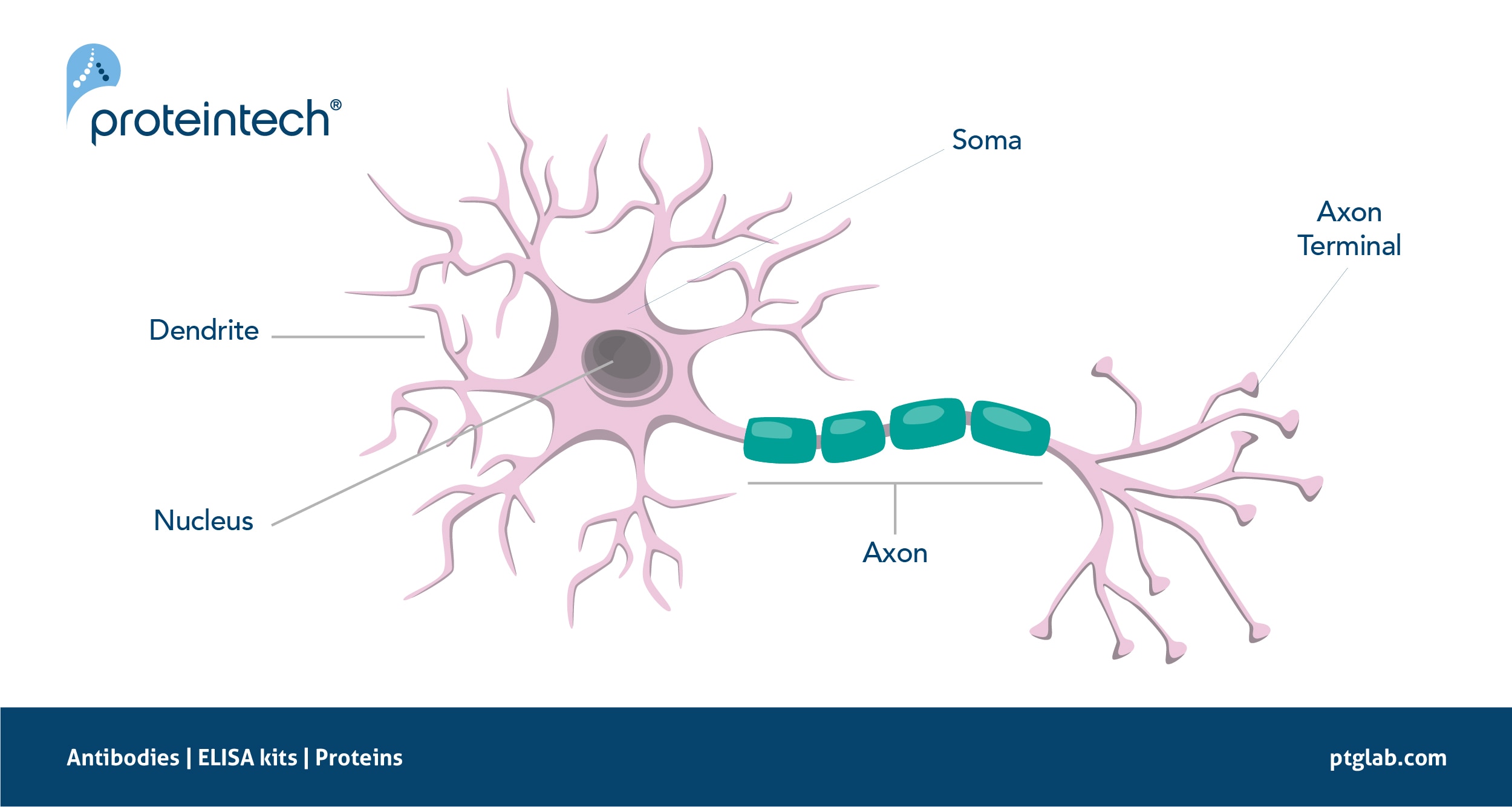 7 Tips to successfully culture primary rodent neurons | Proteintech Group