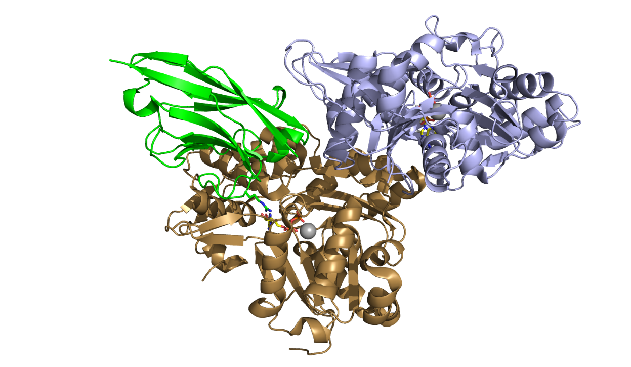 ChromoTek’s Nanobody helps LMU scientists in their quest to understand ...