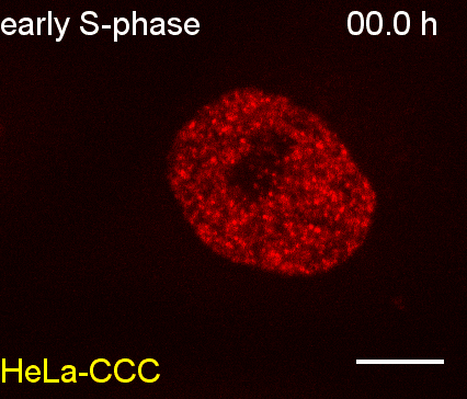Novel cell cycle modulators identified using the Cell Cycle Chromobody ...