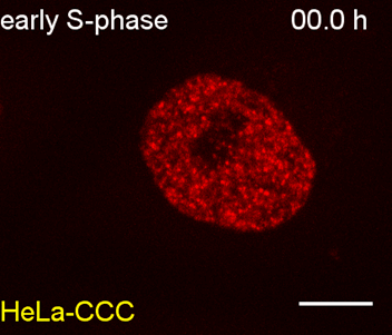 Novel cell cycle modulators identified using the Cell Cycle Chromobody ...