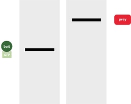 How to conduct a Co-immunoprecipitation (Co-IP) | Proteintech Group