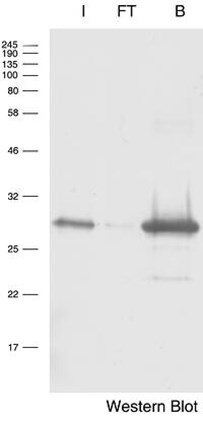 TurboGFP: Properties, Sequence, MW, origin | Proteintech Group