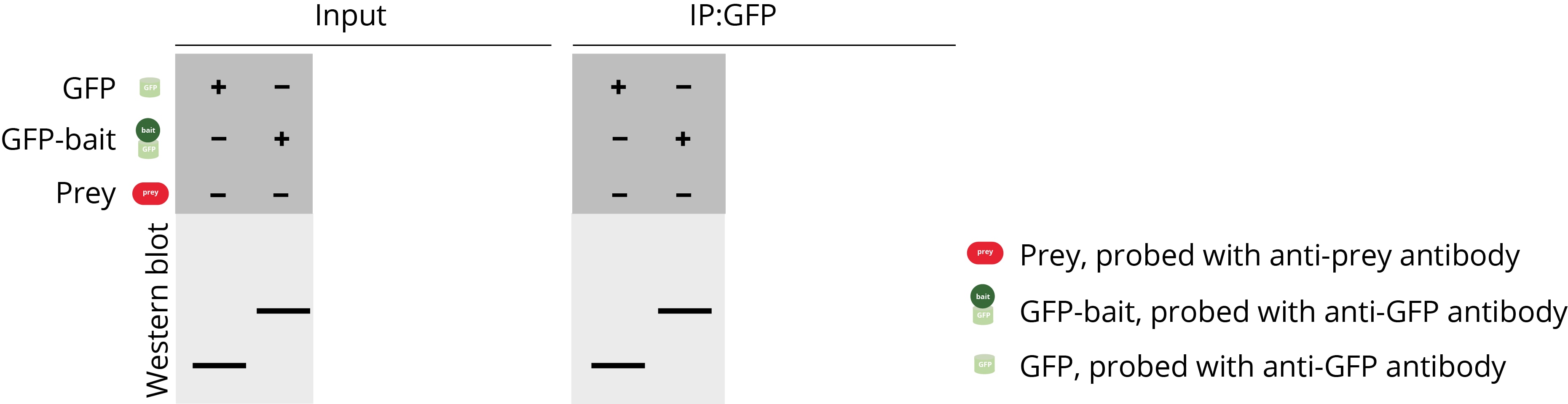 Co immunoprecipitation western blot analysis - institutelery