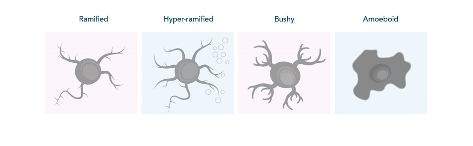 How to Identify Activated Microglia | Proteintech Group