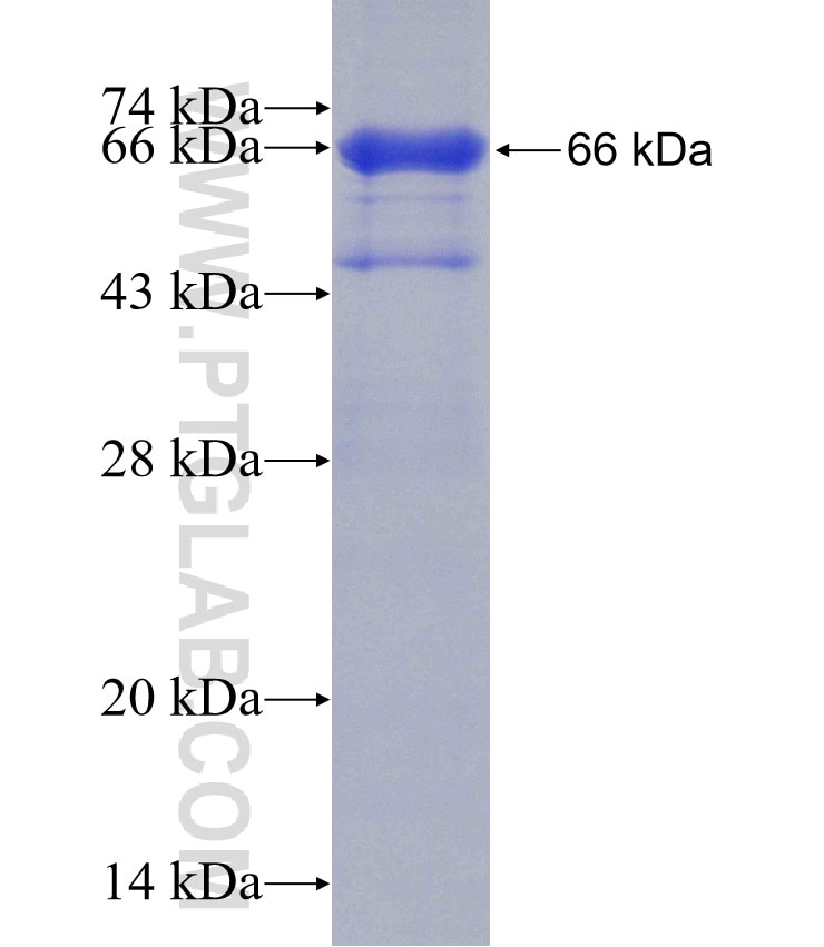 Lamin B1 Fusion Protein Ag3631 | Proteintech