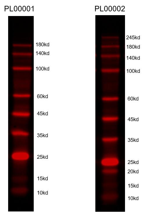 Prestained Protein Marker (10-180 kDa) PL00001 | Proteintech