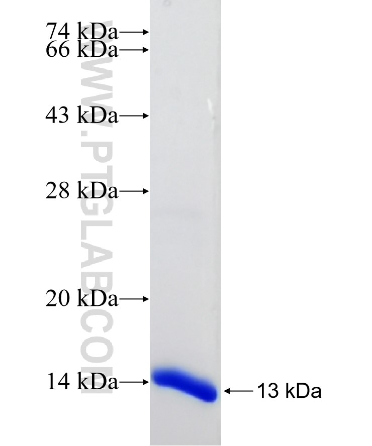 ACSL3 Fusion Protein Ag33021 | Proteintech