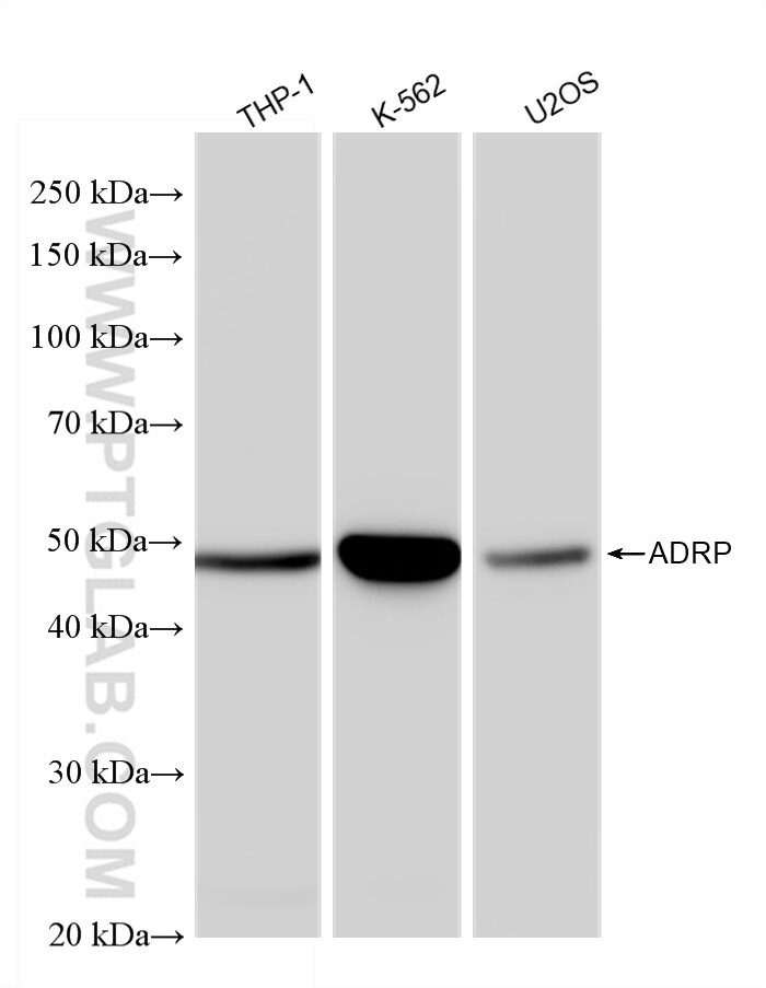 ADRP antibody (80362-3-RR) | Proteintech