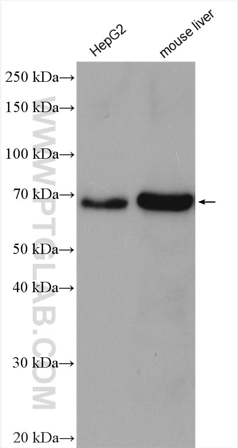 Albumin antibody (16475-1-AP) | Proteintech
