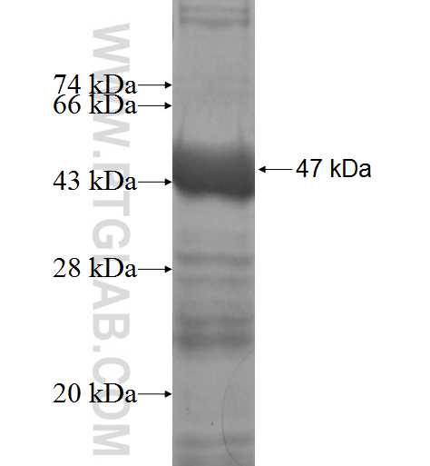 ANAPC4 Fusion Protein Ag5358 | Proteintech