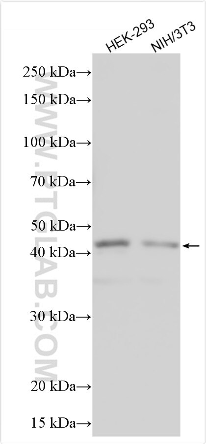 AP3M1 antibody (12114-1-AP) | Proteintech