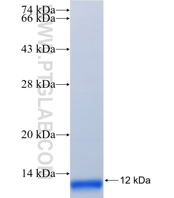 APOC2 Fusion Protein Ag34179 | Proteintech