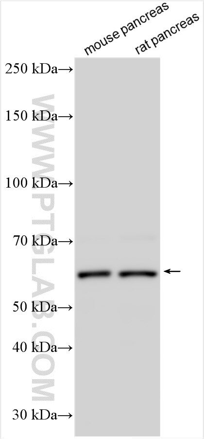 ARCN1 antibody (23843-1-AP) | Proteintech