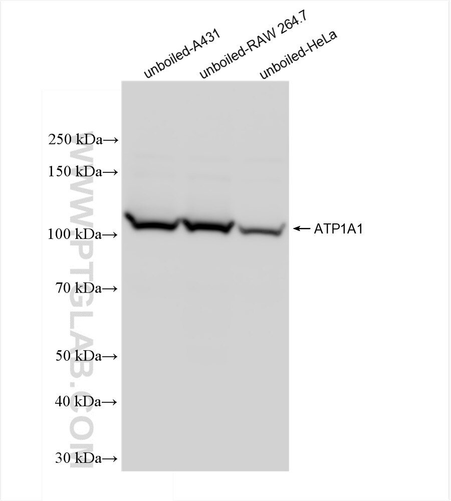 ATP1A1 antibody (83191-6-PBS) | Proteintech