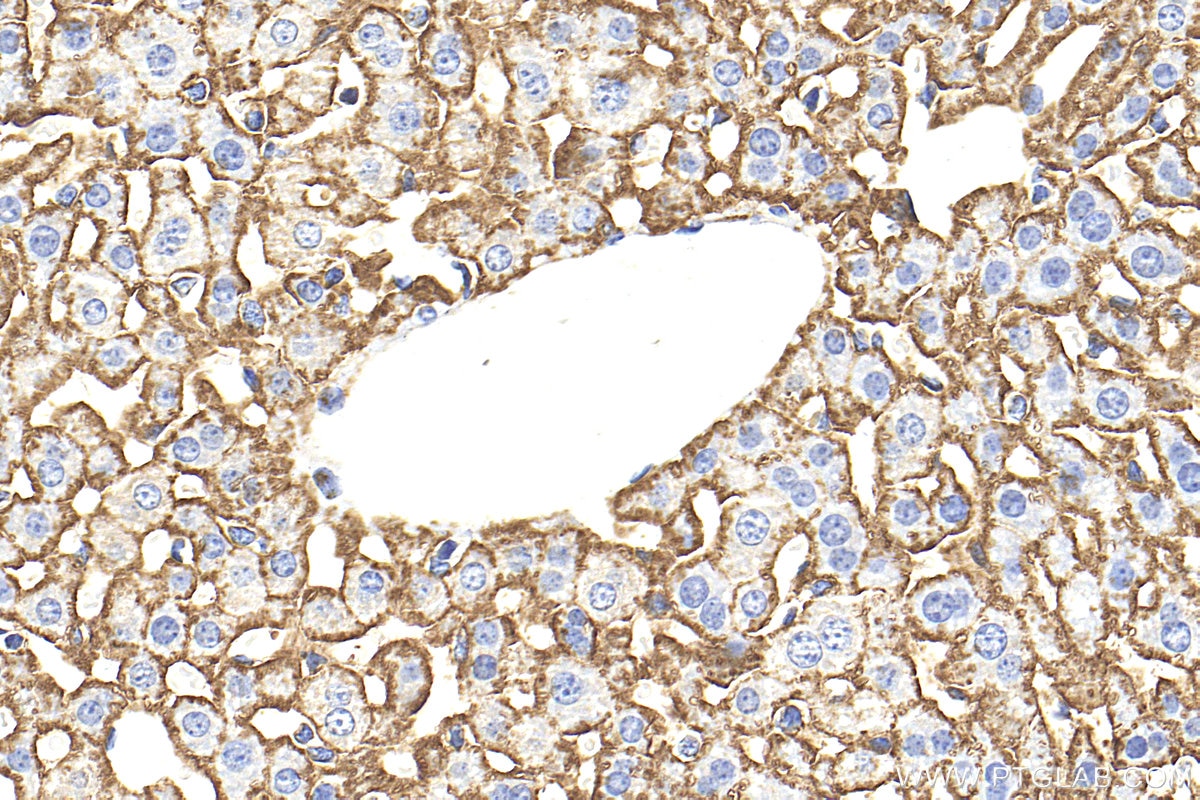 ATP1B1 antibody (32764-1-AP) | Proteintech