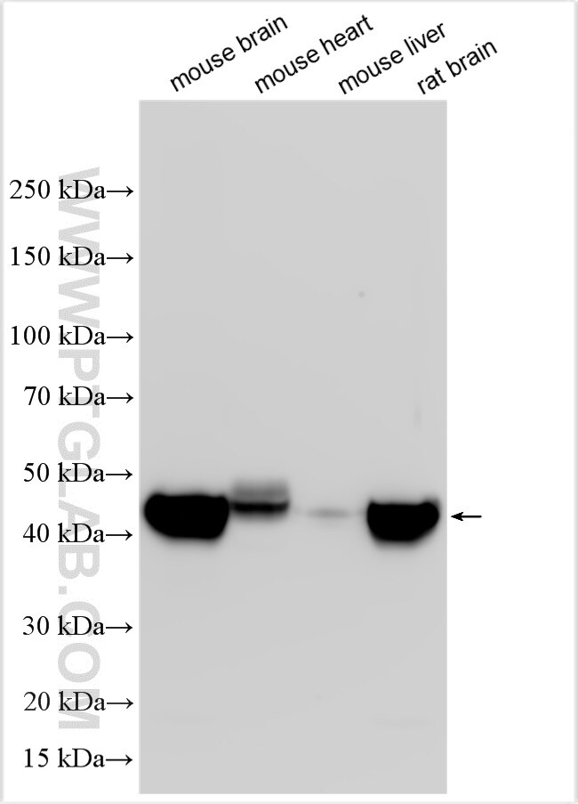 ATP1B1 antibody (32764-1-AP) | Proteintech