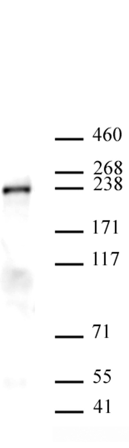 AbFlex Dicer antibody (rAb) | Proteintech