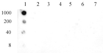 AbFlex Histone H3S10ph antibody (rAb) | Proteintech