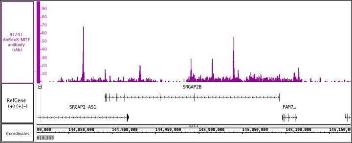 AbFlex MITF antibody (rAb) | Proteintech