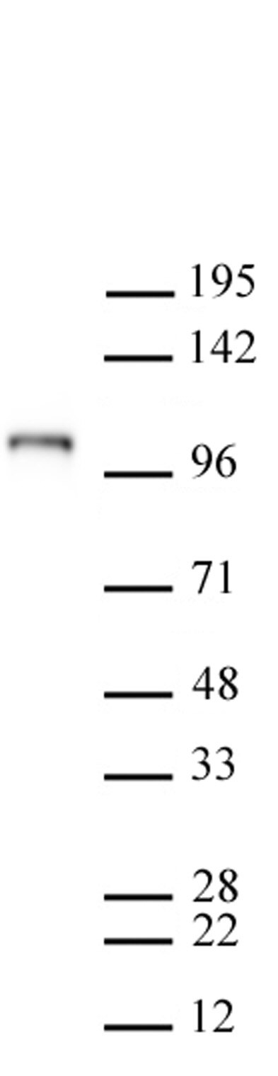AbFlex Mili / PiwiL2 antibody (rAb) | Proteintech