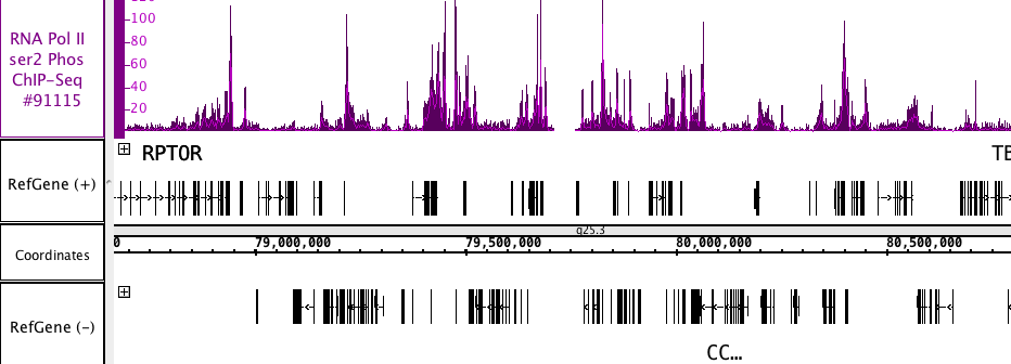 AbFlex RNA pol II CTD phospho Ser2 antibody (rAb) | Proteintech