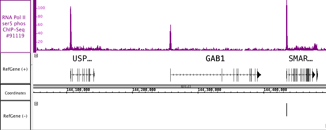 AbFlex RNA pol II CTD phospho Ser5 antibody (rAb) | Proteintech