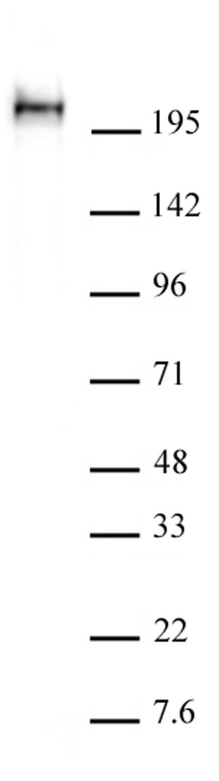 AbFlex RNA pol II CTD phospho Ser5 antibody (rAb) | Proteintech