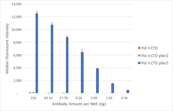 AbFlex RNA pol II CTD phospho Ser5 antibody (rAb) | Proteintech