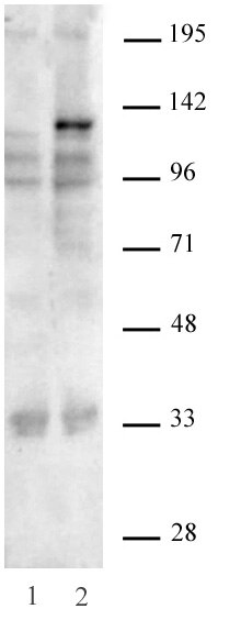 AbFlex SaCas9 antibody (rAb) | Proteintech