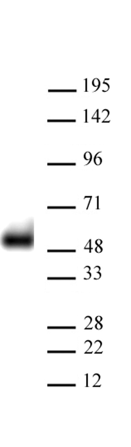 AbFlex p53 antibody (rAb) | Proteintech