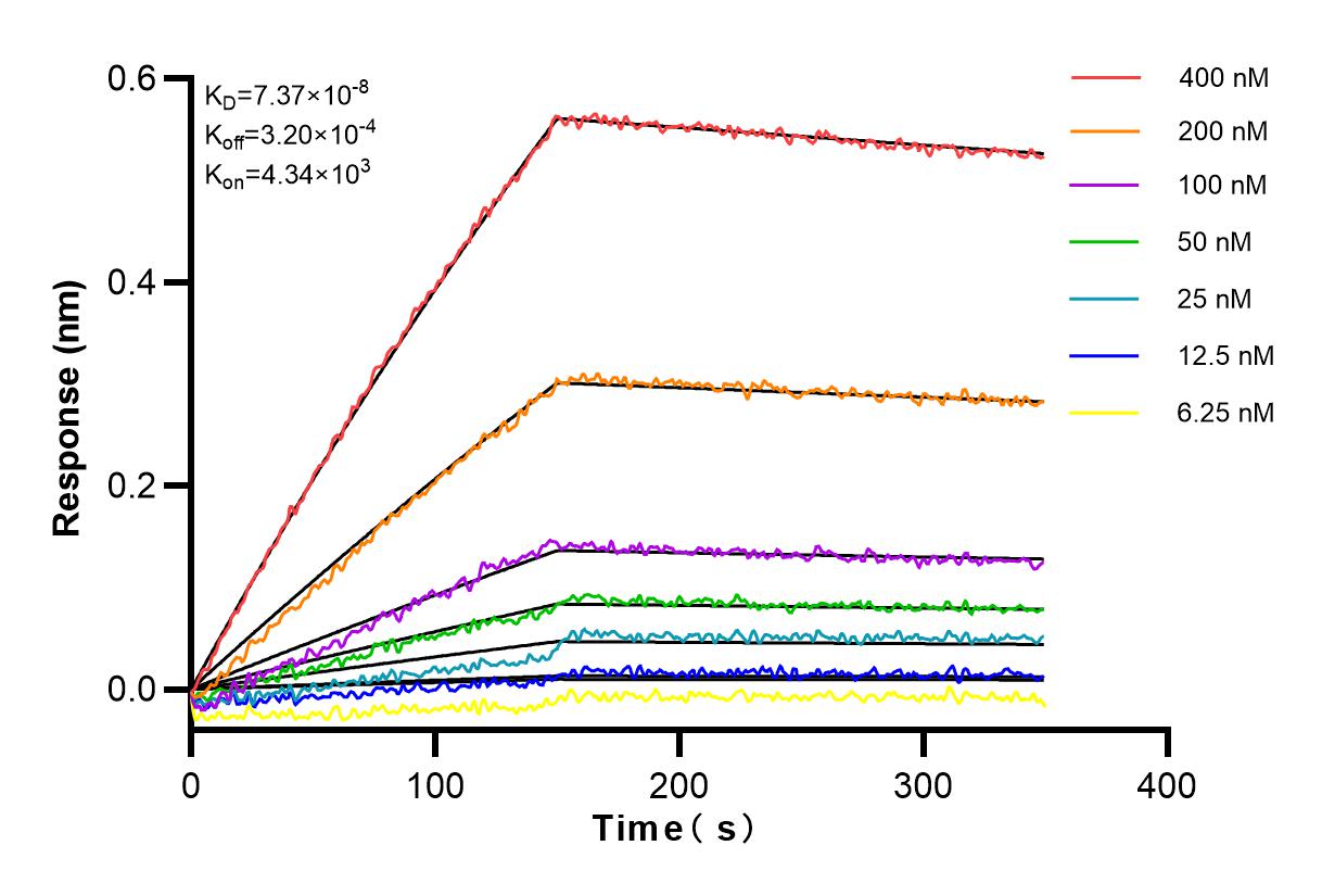 GAPDH antibody (81640-5-RR) | Proteintech