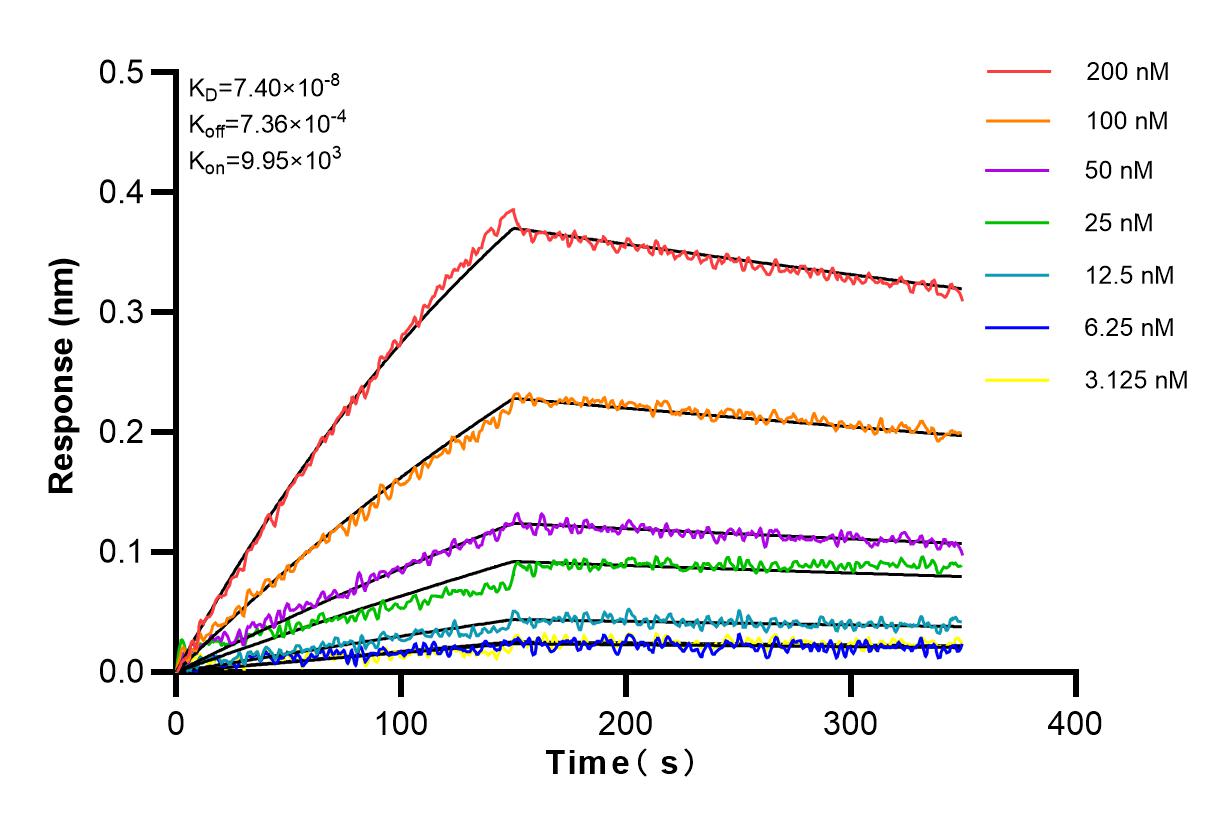 HEBP1 antibody (82950-1-RR) | Proteintech