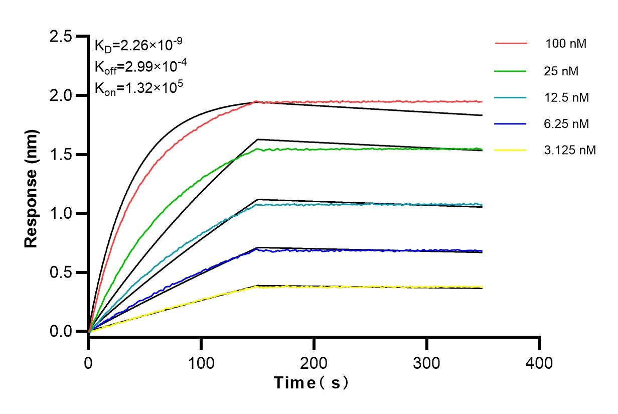 ABCD1 antibody (83038-4-RR) | Proteintech