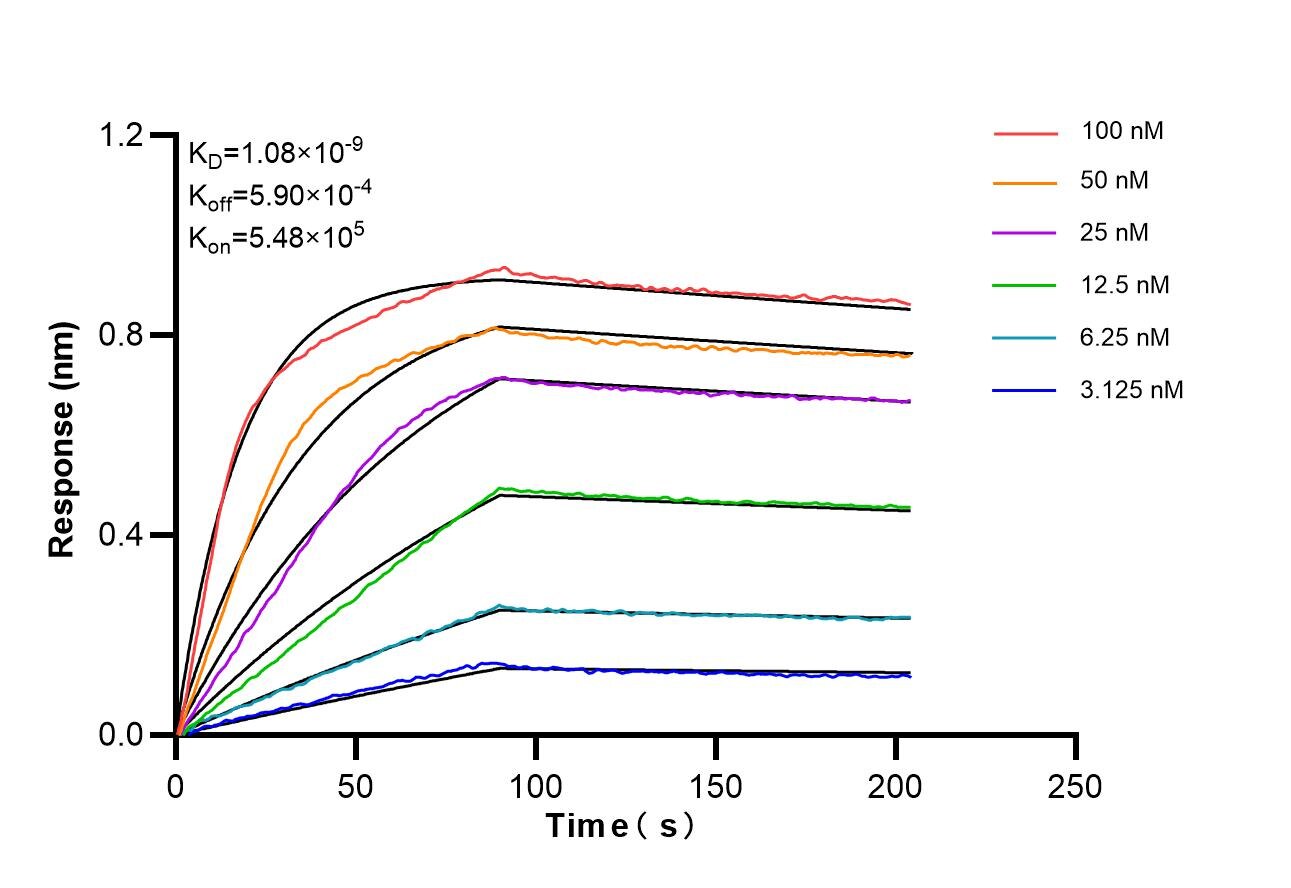 C5a antibody (85659-4-RR) | Proteintech