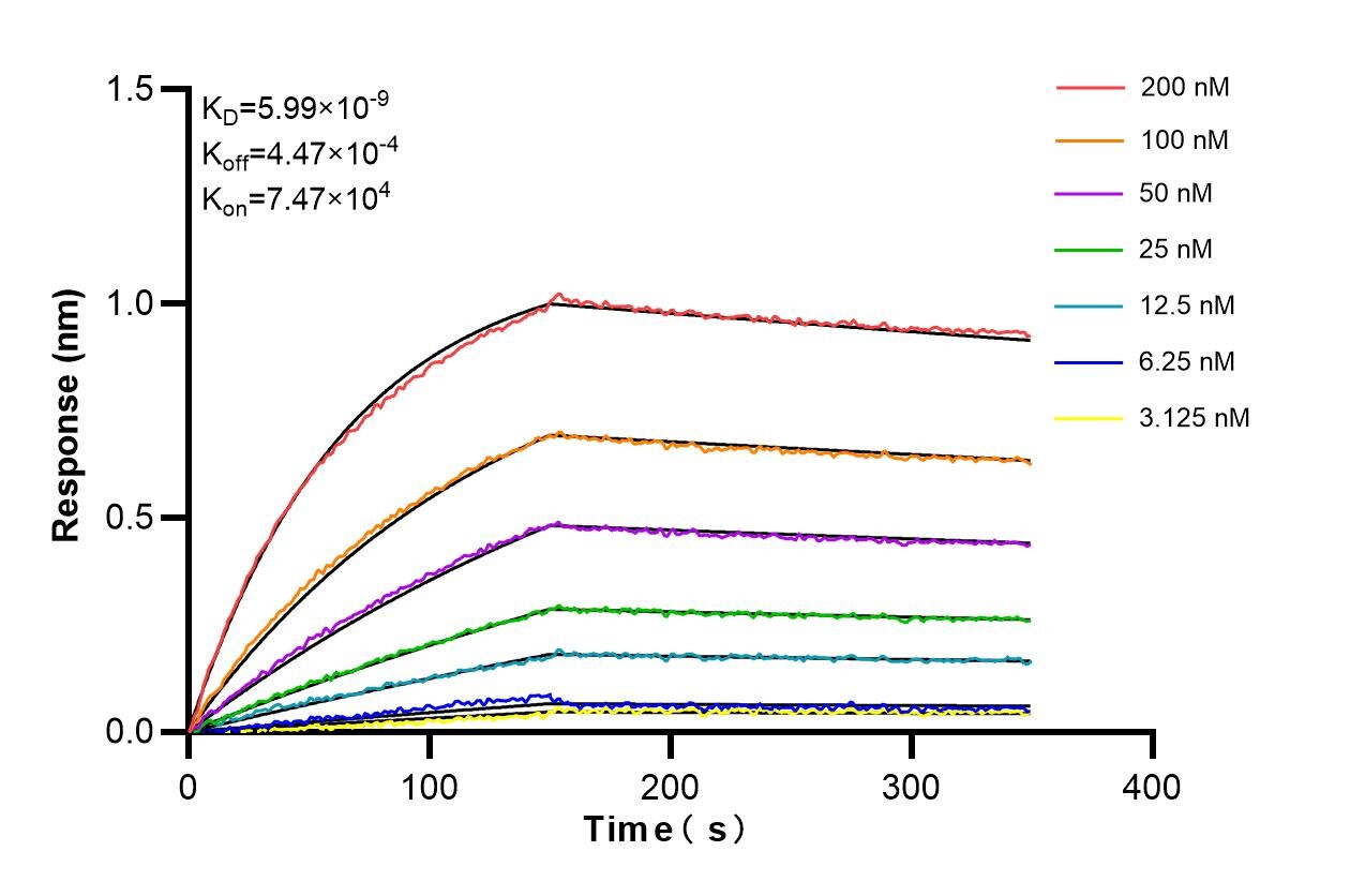 SCRN1 antibody (86646-1-RR) | Proteintech