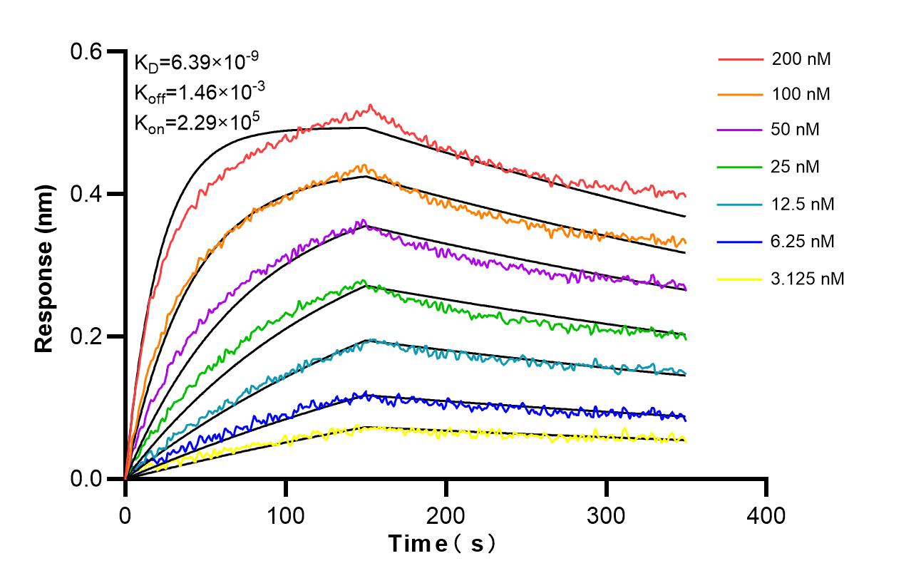 Calpastatin antibody (86664-3-RR) | Proteintech
