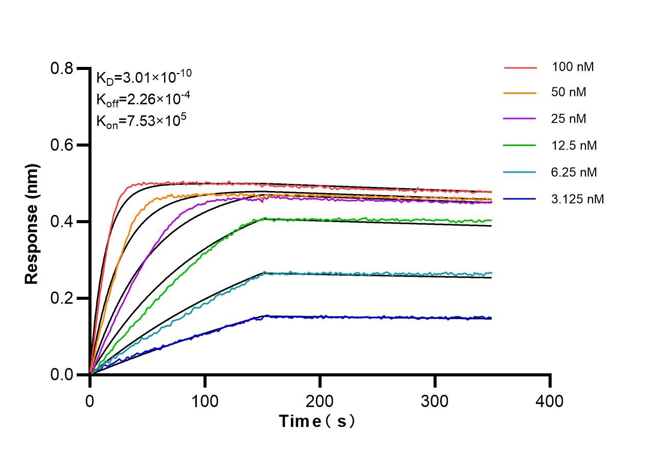 4-1BBL/TNFSF9 antibody (98163-4-RR) | Proteintech