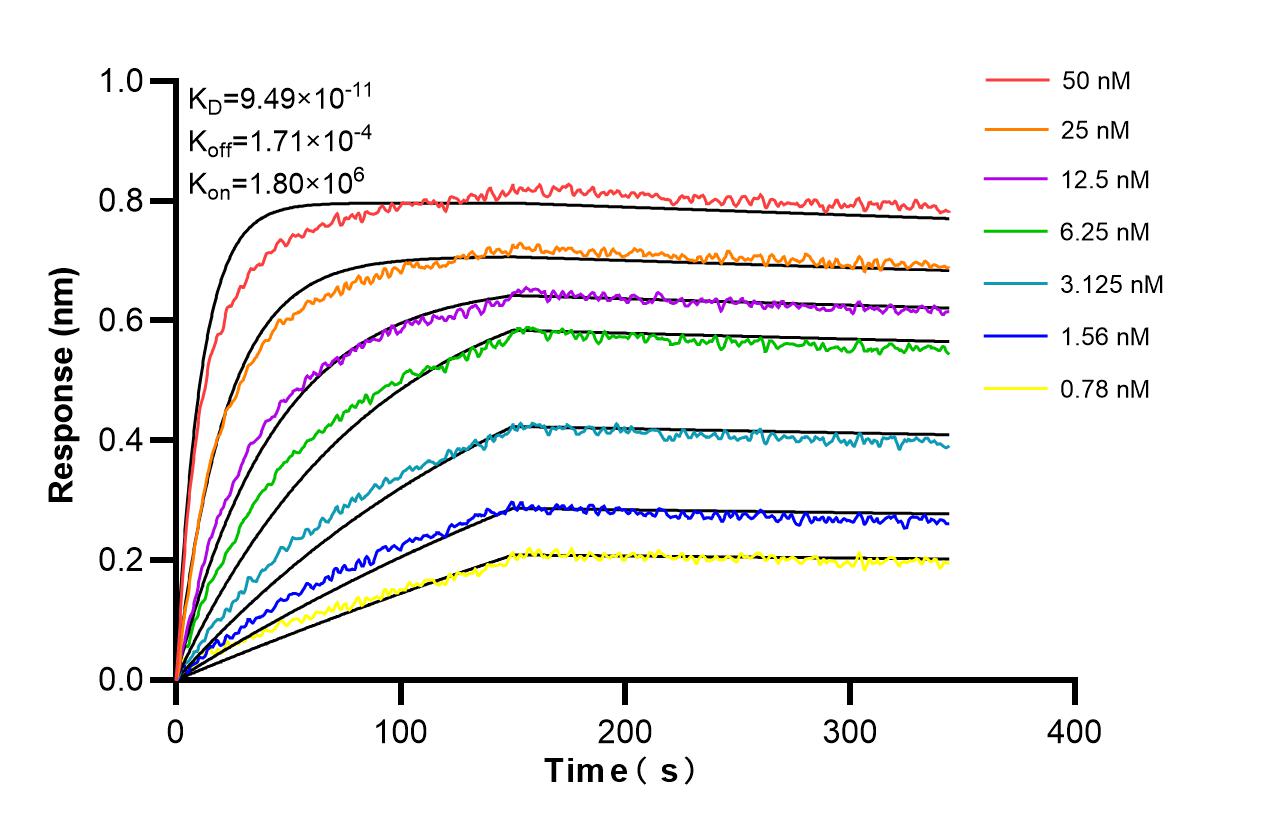 CCL12/MCP-5 antibody (98542-1-PBS) | Proteintech