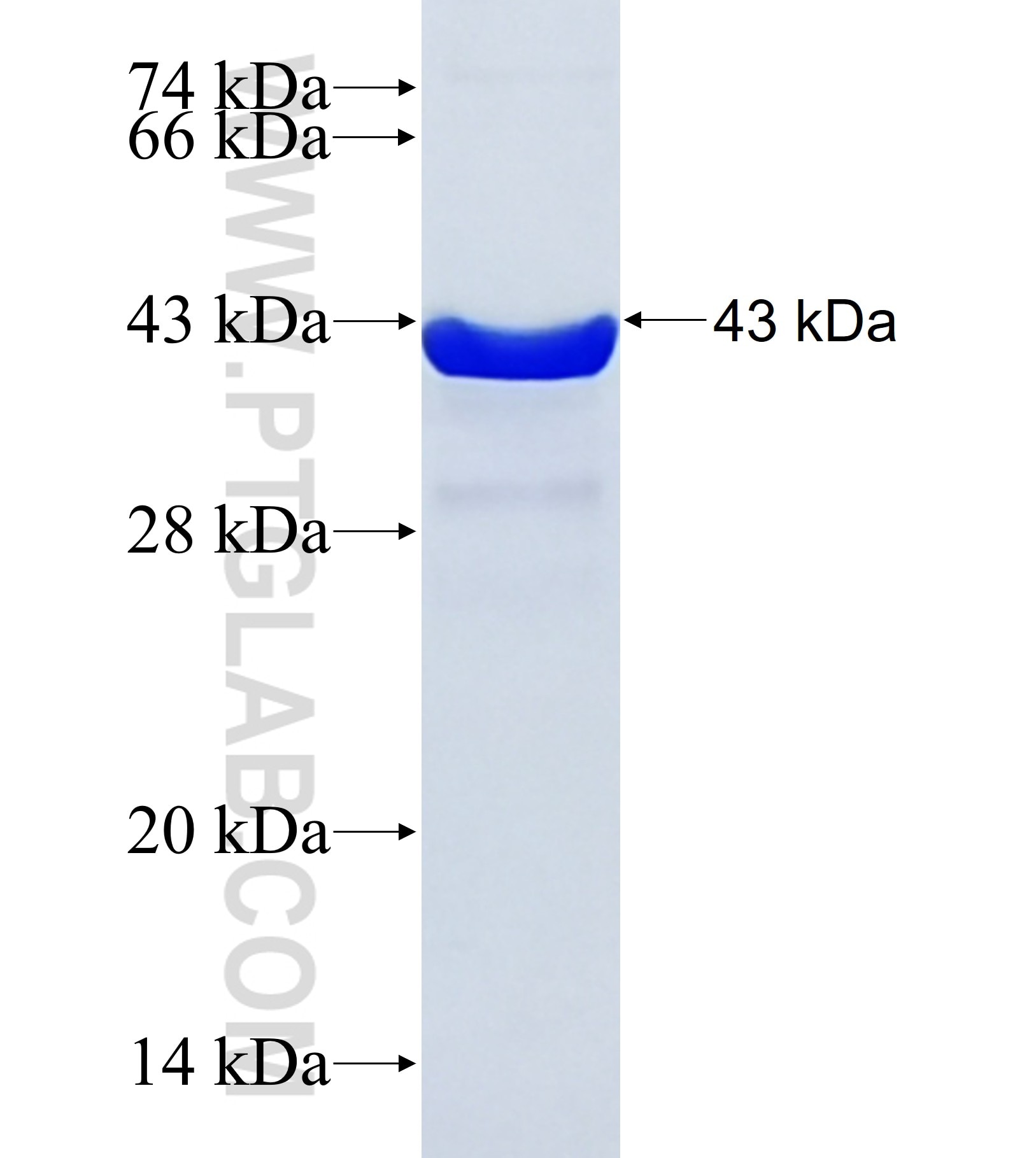 BATF3 Fusion Protein Ag34625 | Proteintech